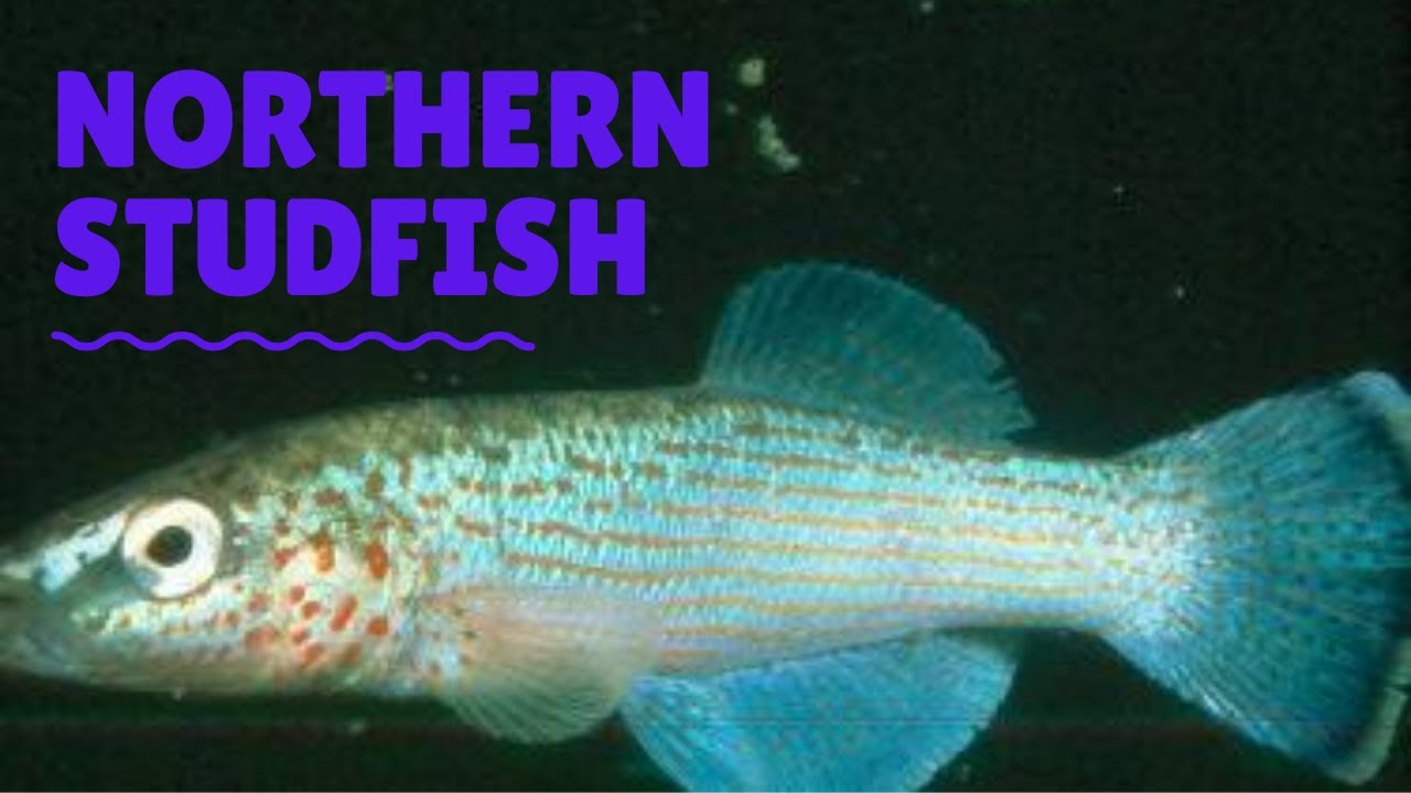 Northern Studfish - YouTube