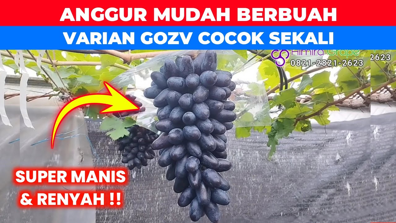 Anggur Gozv Mudah Berbuah & Genjah Rasanya Manis Dan Renyah - YouTube