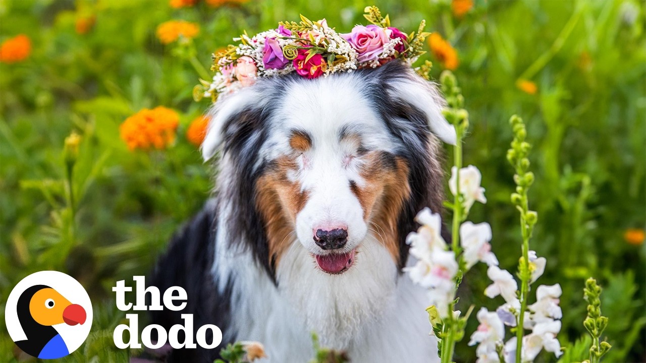 Dog With Mystery Illness Takes An Incredible Turn | The Dodo - YouTube