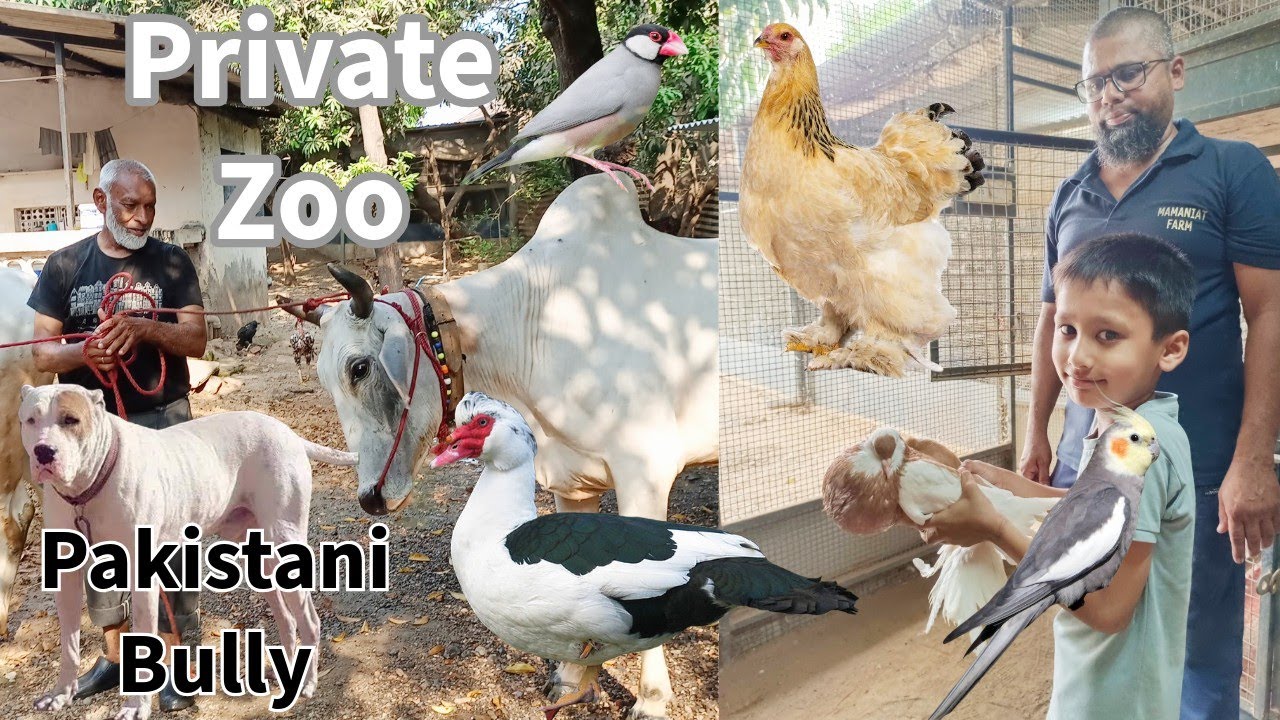 private zoo, Mamaniat Farm Chikhli, Gujarat | Dog, Duck, Chicken ...