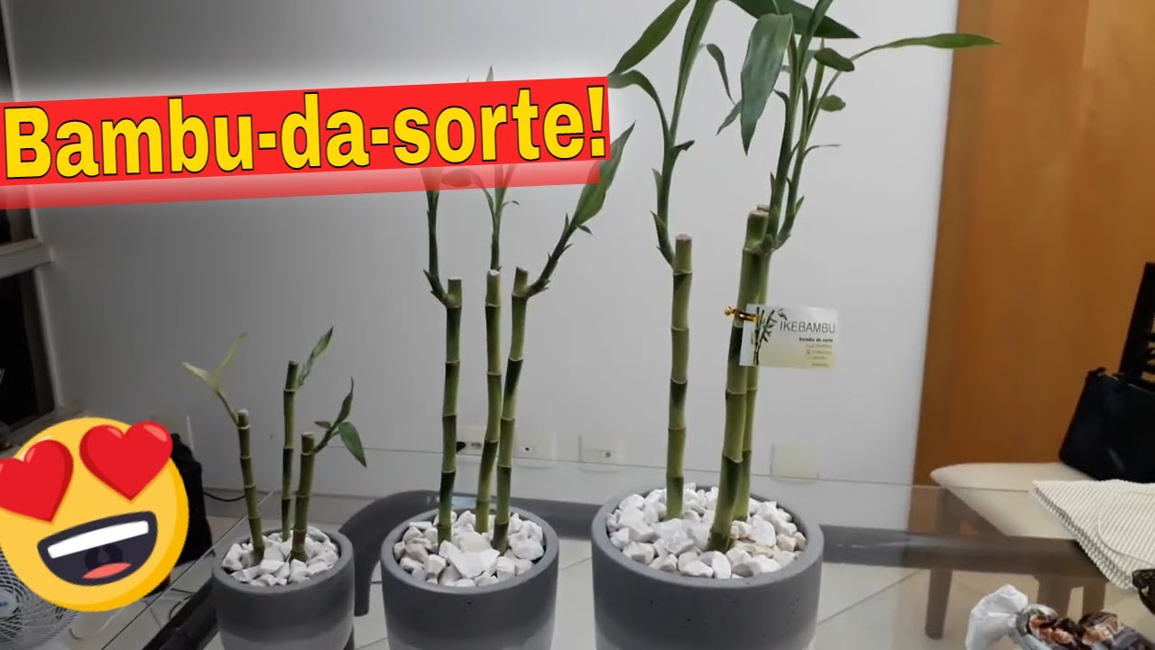 Bambu da Sorte em vasos com Terra - YouTube