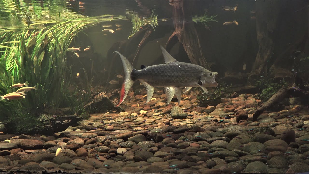 goliath tigerfish fishking - YouTube