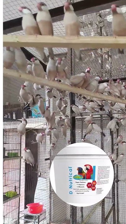 Java Sparrow , Fawn Java , Java Finch , Lovebird , White Java , Silver Java #javasparrow #birds ...