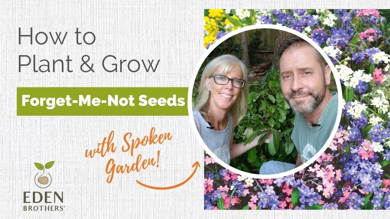 How to Plant and Grow Forget-Me-Nots from Seed - YouTube