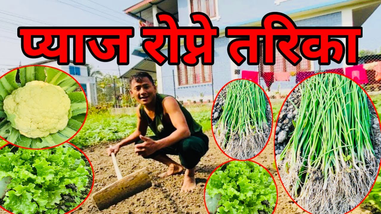 प्याज खेती गर्ने तरिका / How to cultivate Onion Plant / Onion Farming ...
