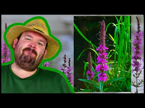 Die Staude des Jahres 2024 - Der Blut-Weiderich | Flol - YouTube