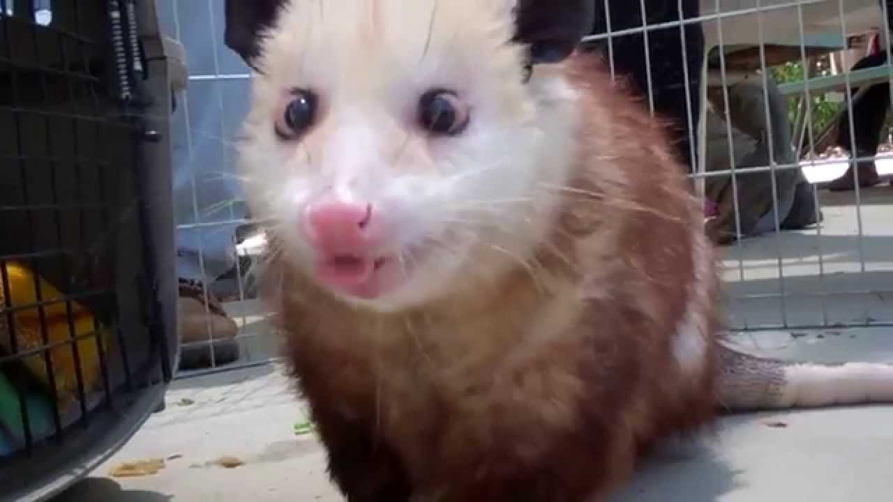 Cross-Eyed Opossum Eating Chicken! - Cute Animals 2014 - YouTube