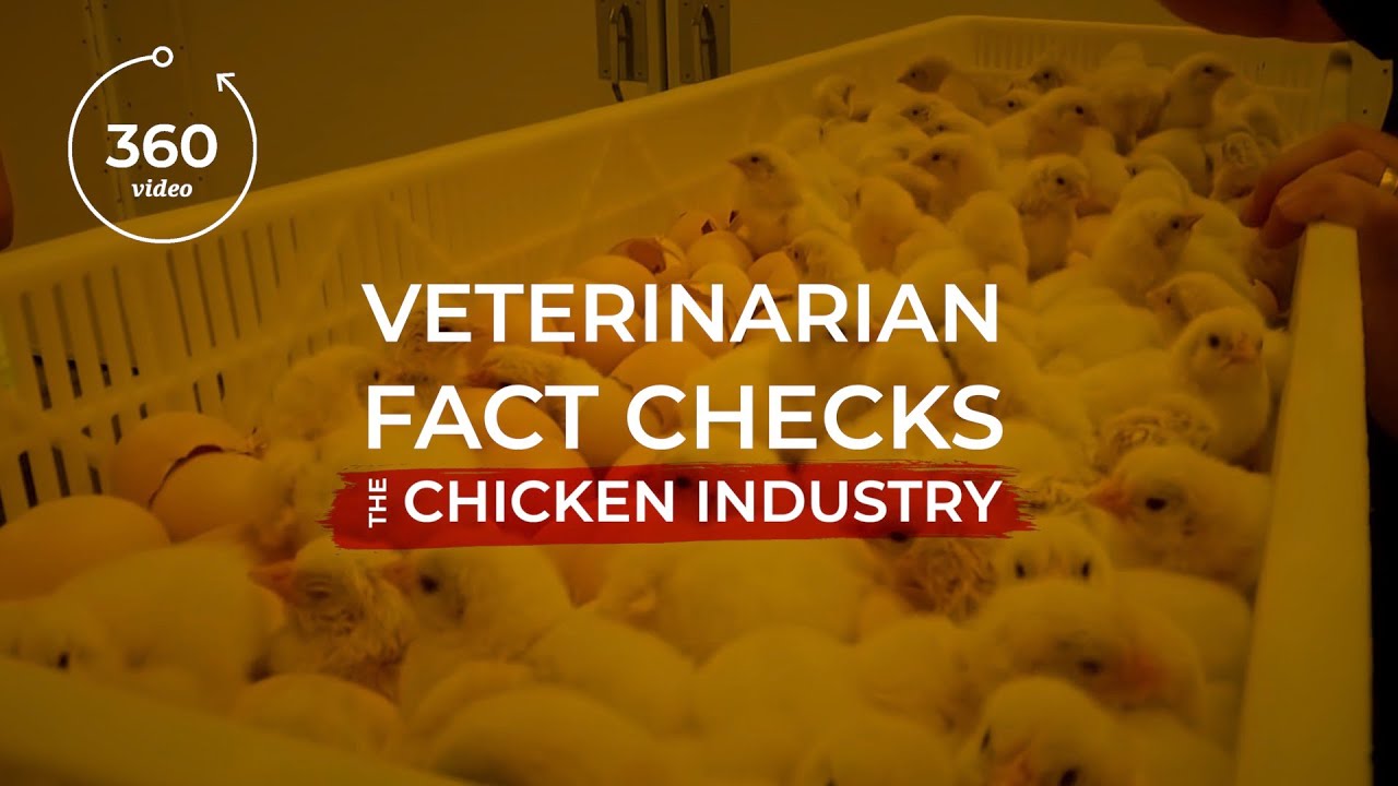 Live-Shackle Slaughter: What The Chicken Industry Doesn't Want You To ...
