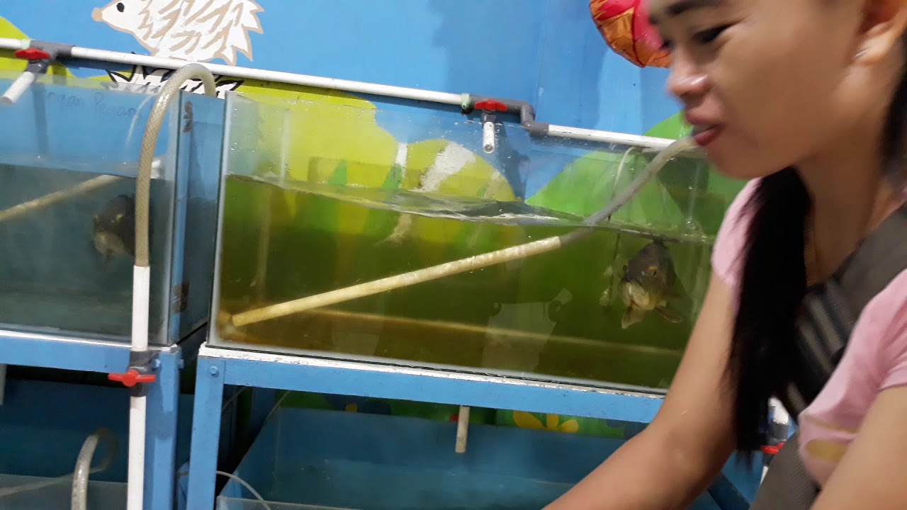 Bfc mini farm bintaro(4) - YouTube