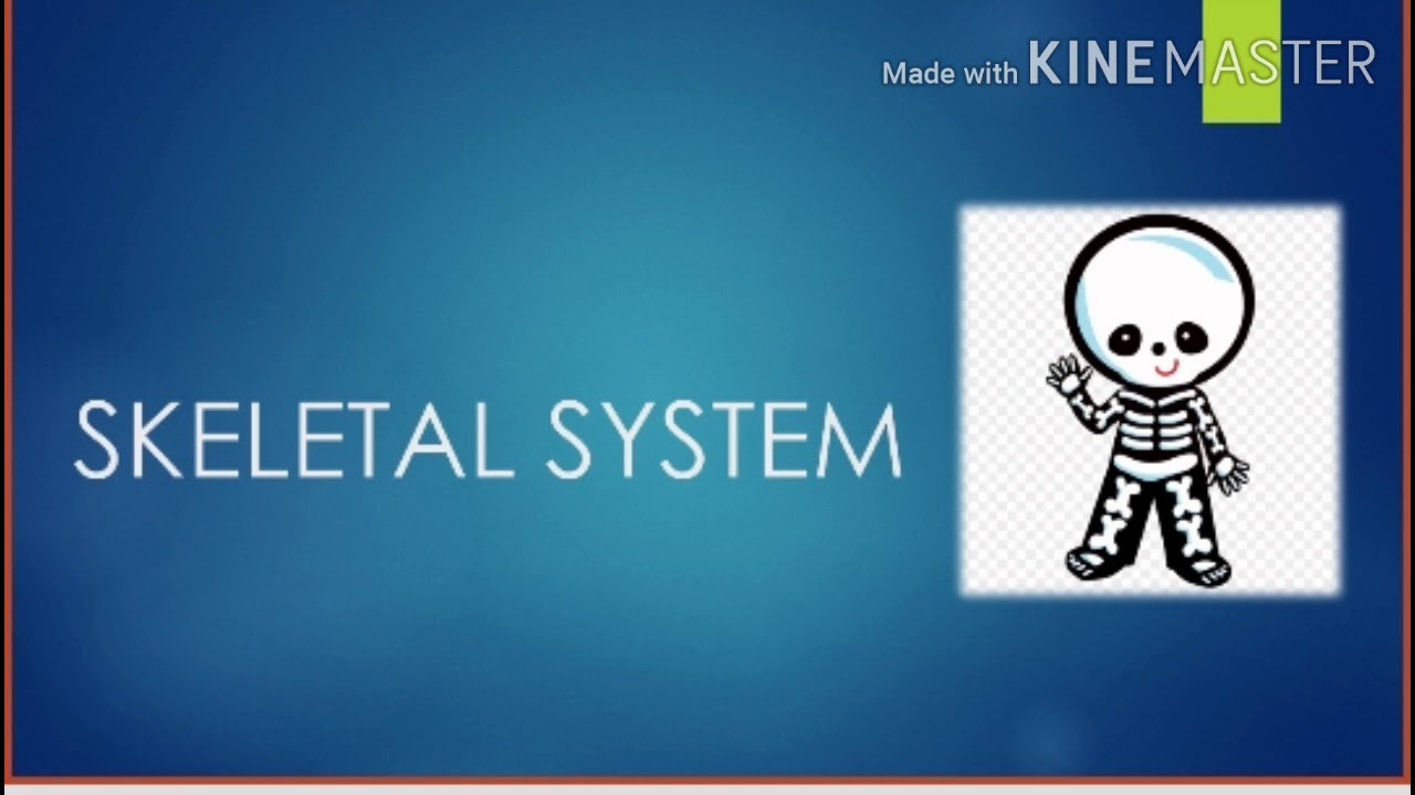 Class 5 Skeletal System YouTube