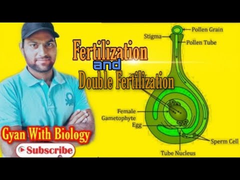Fertilization and double fertilization class 12 ||ch-2part-6||gyan with ...