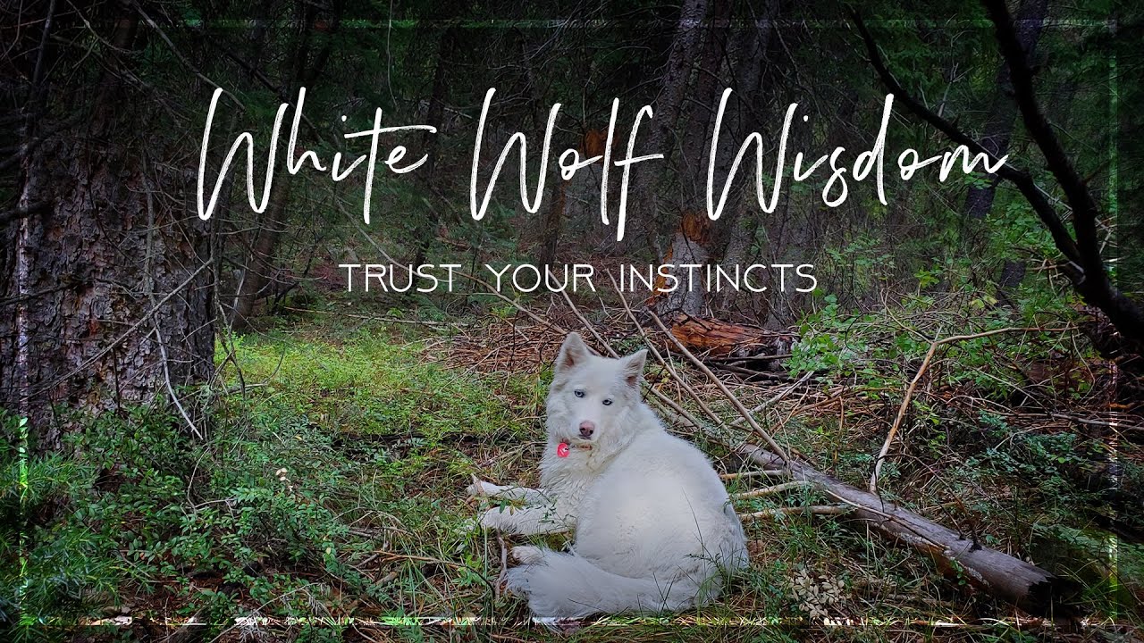 White Wolf Wisdom - Trust Your Instincts - YouTube