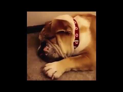 Yaşlı Amca Gibi Horlayan Köpek 😂