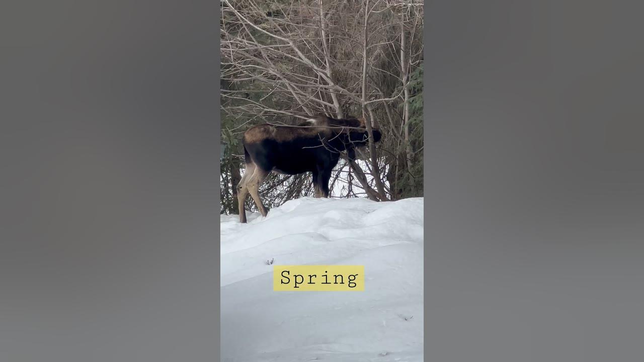 Spring in Alaska with our visitor today. Hungry moose eating the twigs ...
