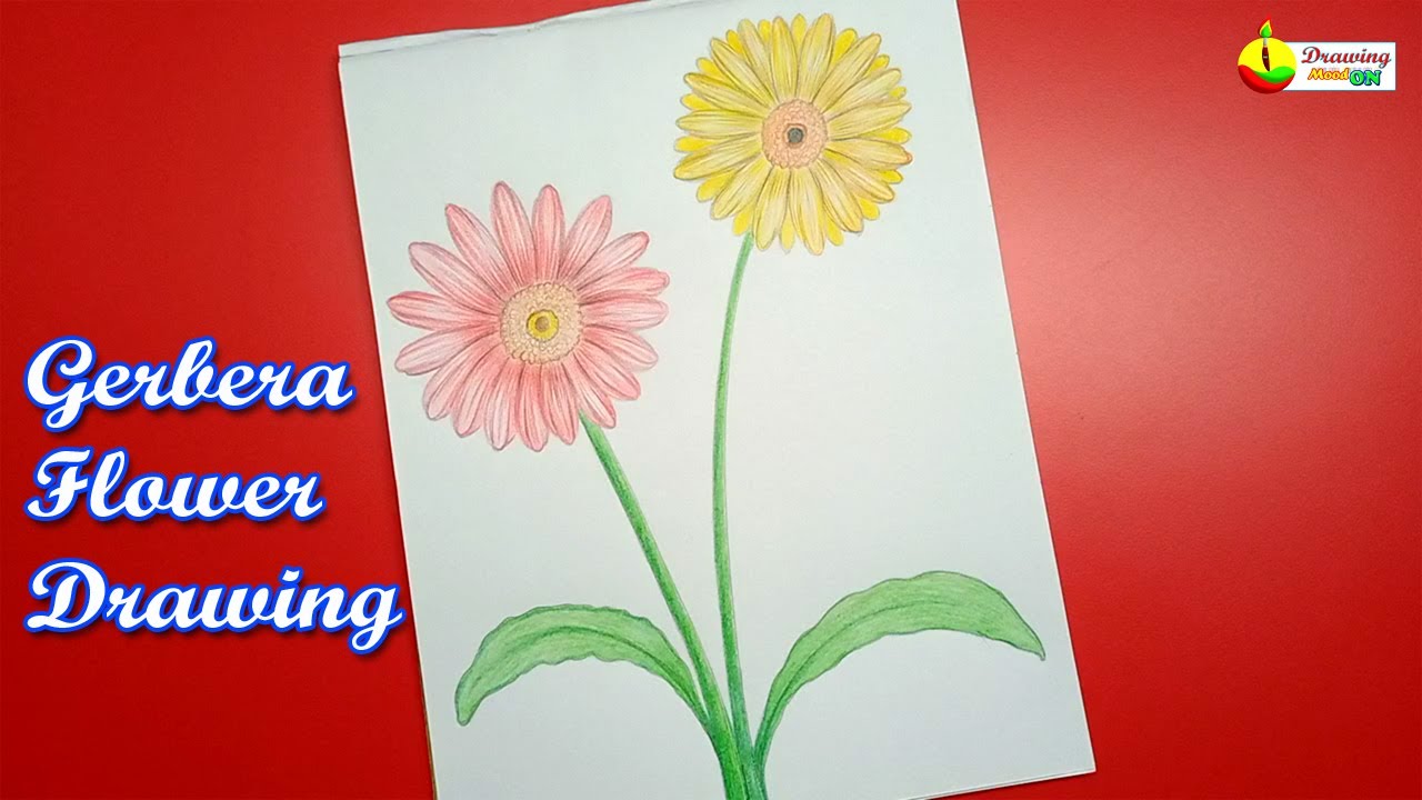 How to draw gerbera flower. How to draw flowers with colour pencil ...