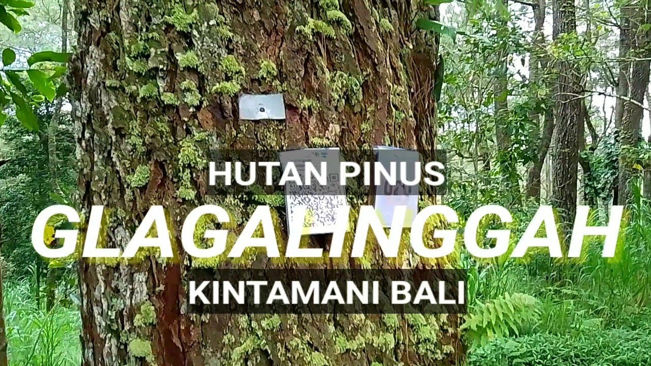WISATA ALAM HUTAN PINUS DI KINTAMANI BALI | GLAGALINGGAH (16/03/2023 ...