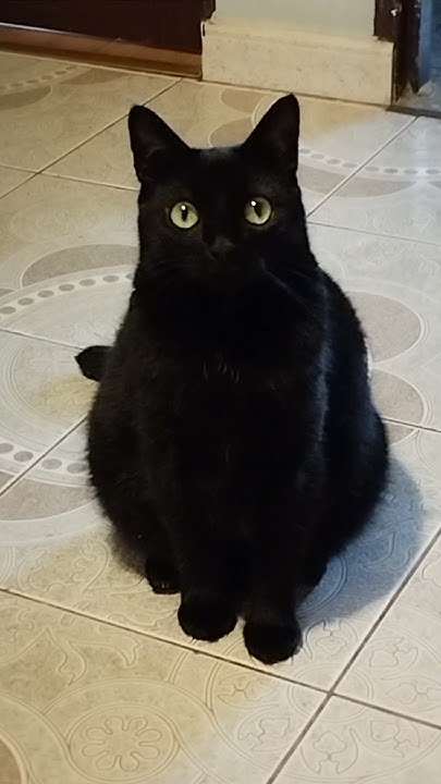 Kot kot kot - YouTube