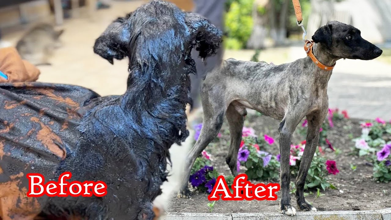 Little Dog Was Found Covered in Bitumen - Watch His Amazing ...