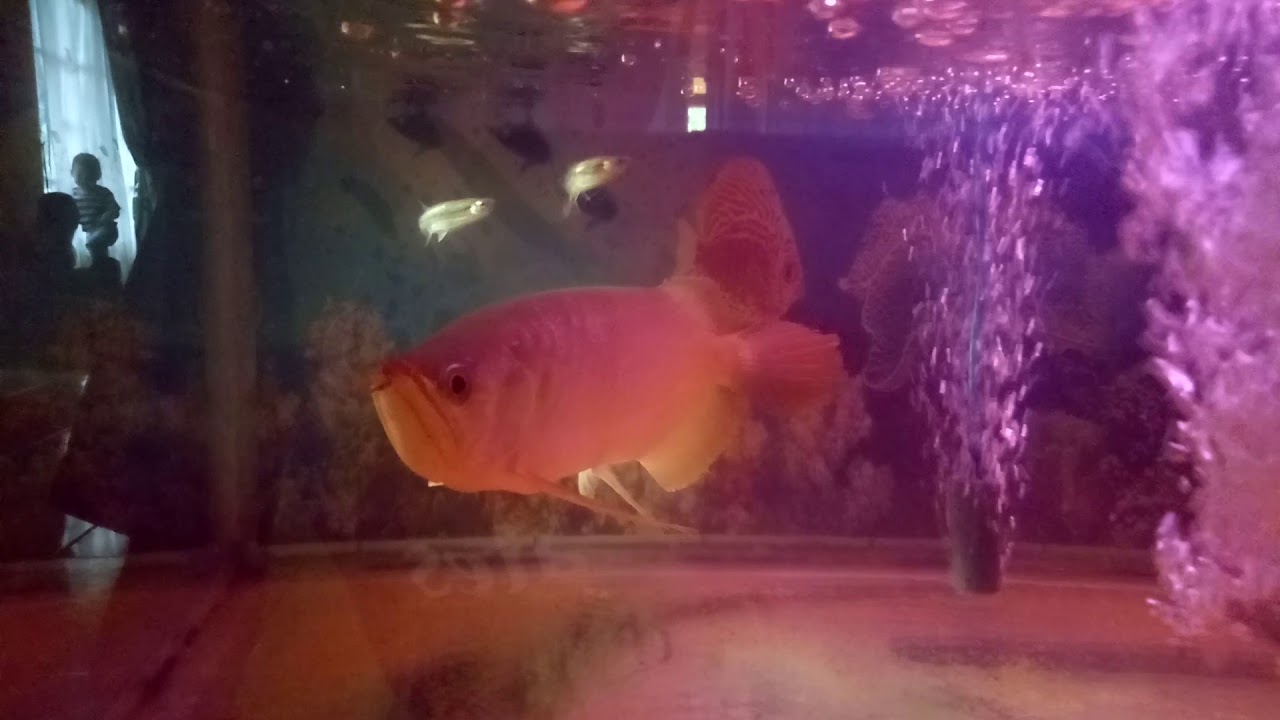 SPOON HEAD OF RED ARWANA - YouTube