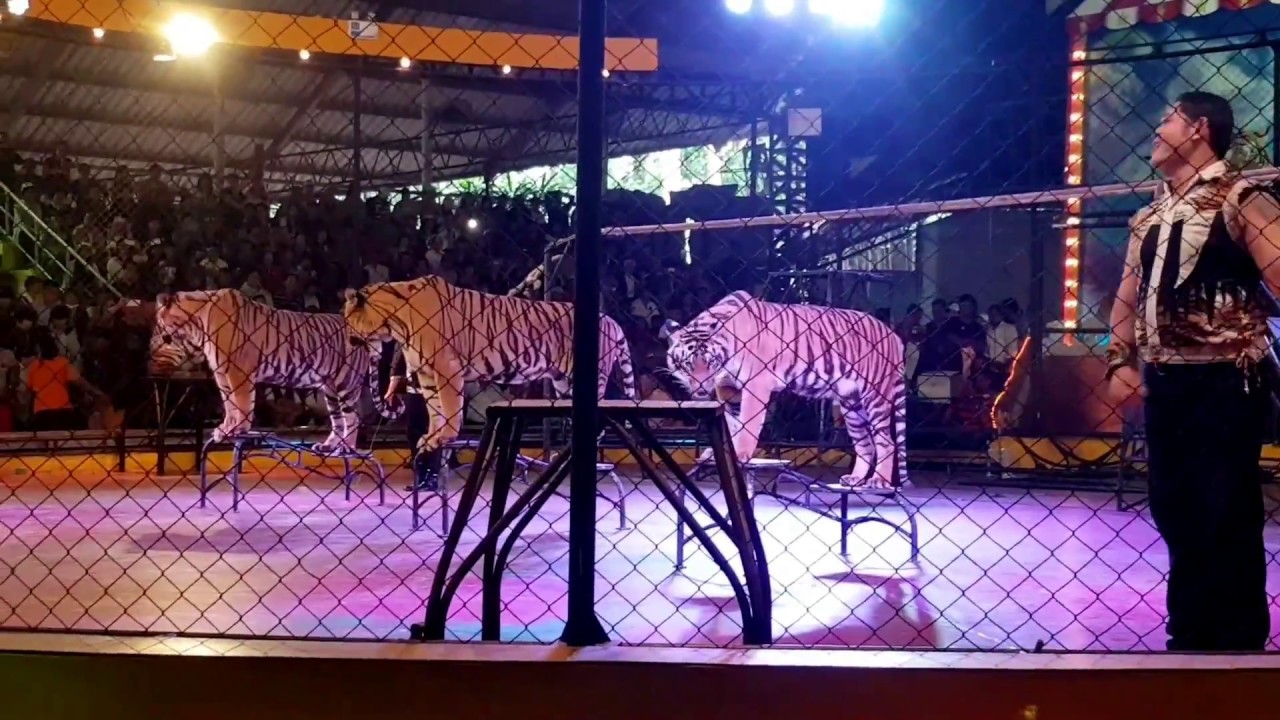 Amazing Tiger show at sriracha tiger zoo, pattaya, thailand - YouTube