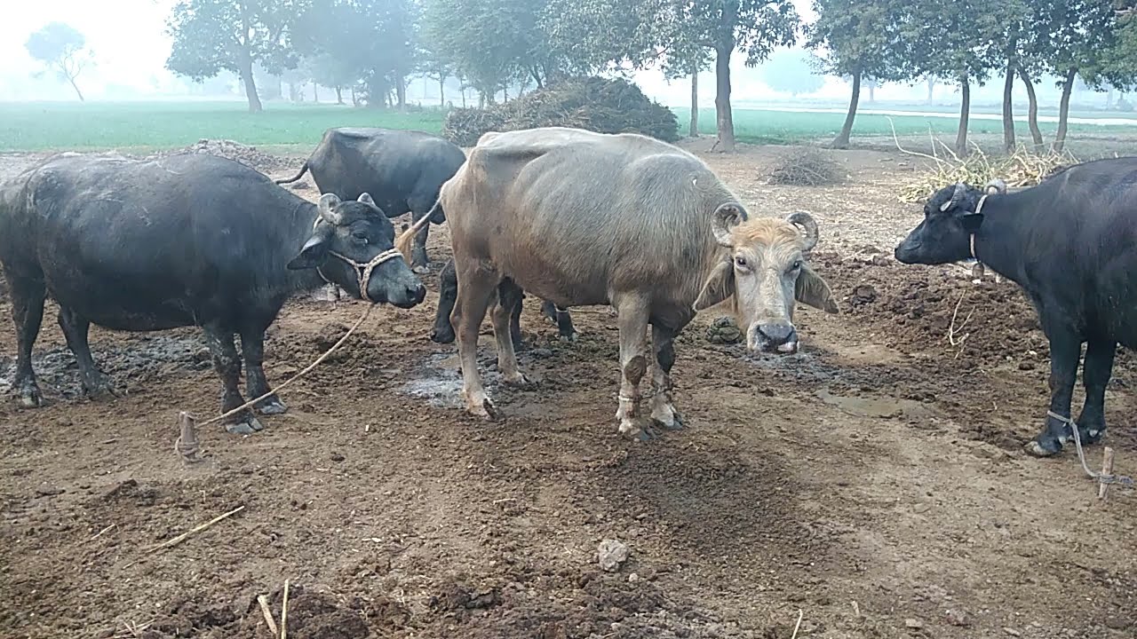 Super lovely amazing Video || Nili Ravi || buffaloes bhanse || Baluch ...