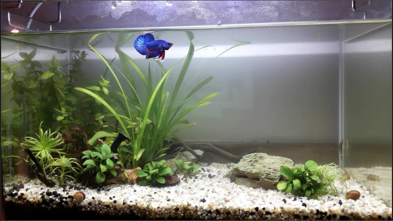 Moving Betta Low Tech Planted Tank ANIOKI to New Home - YouTube