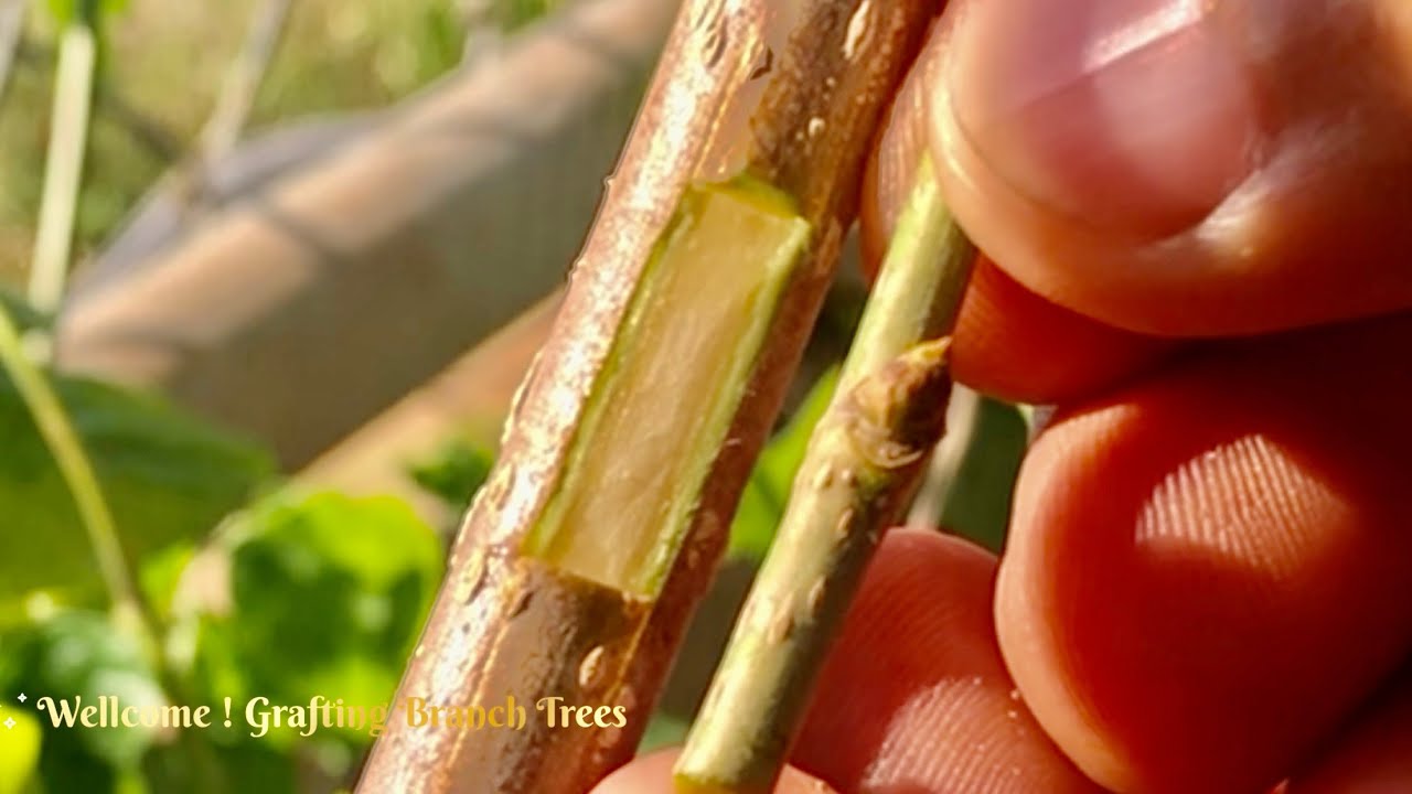 How To Graft Branch Tree With small Sprouts tree/Wrap by Plastic ...