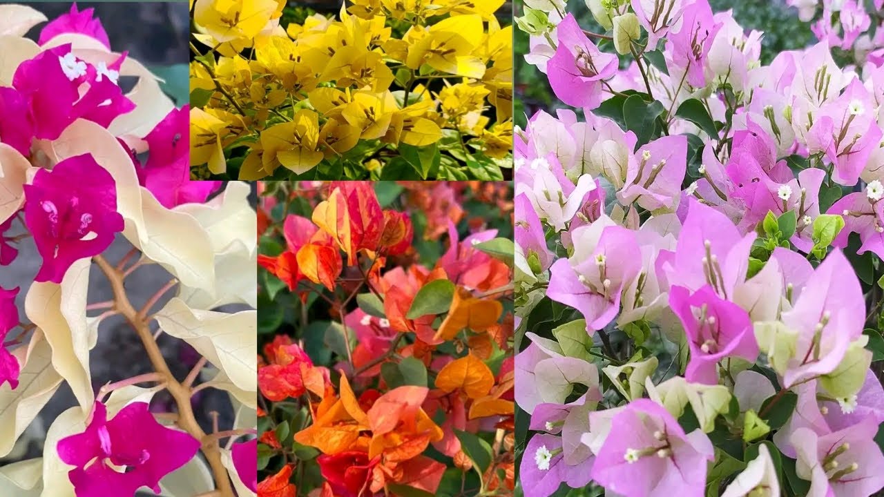 10 Beautiful Bougainvillea Varieties With Names Or IDs / Bougainvillea ...