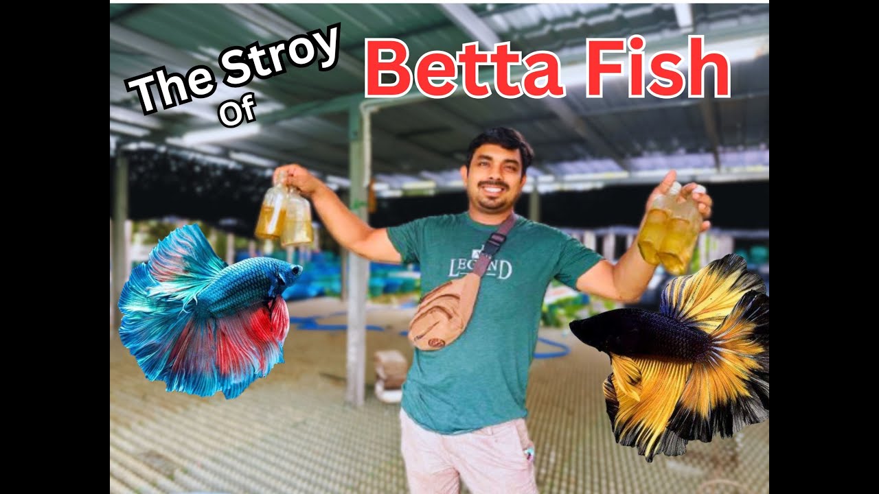 The SAD story of BETTA Fish - YouTube