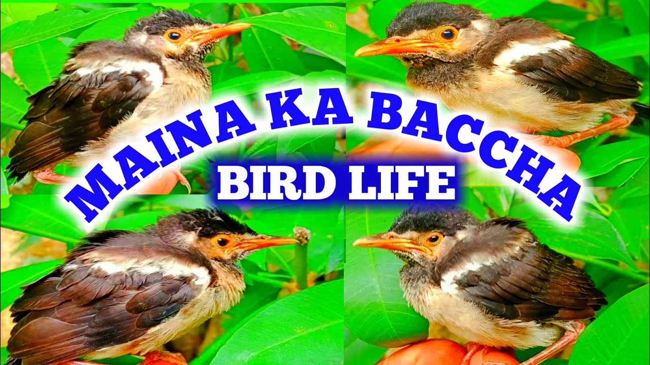 🐦🐦Maina Chidiya ka Chhota baccha🐦🐦 #birdslover #baccha #natural #viral ...