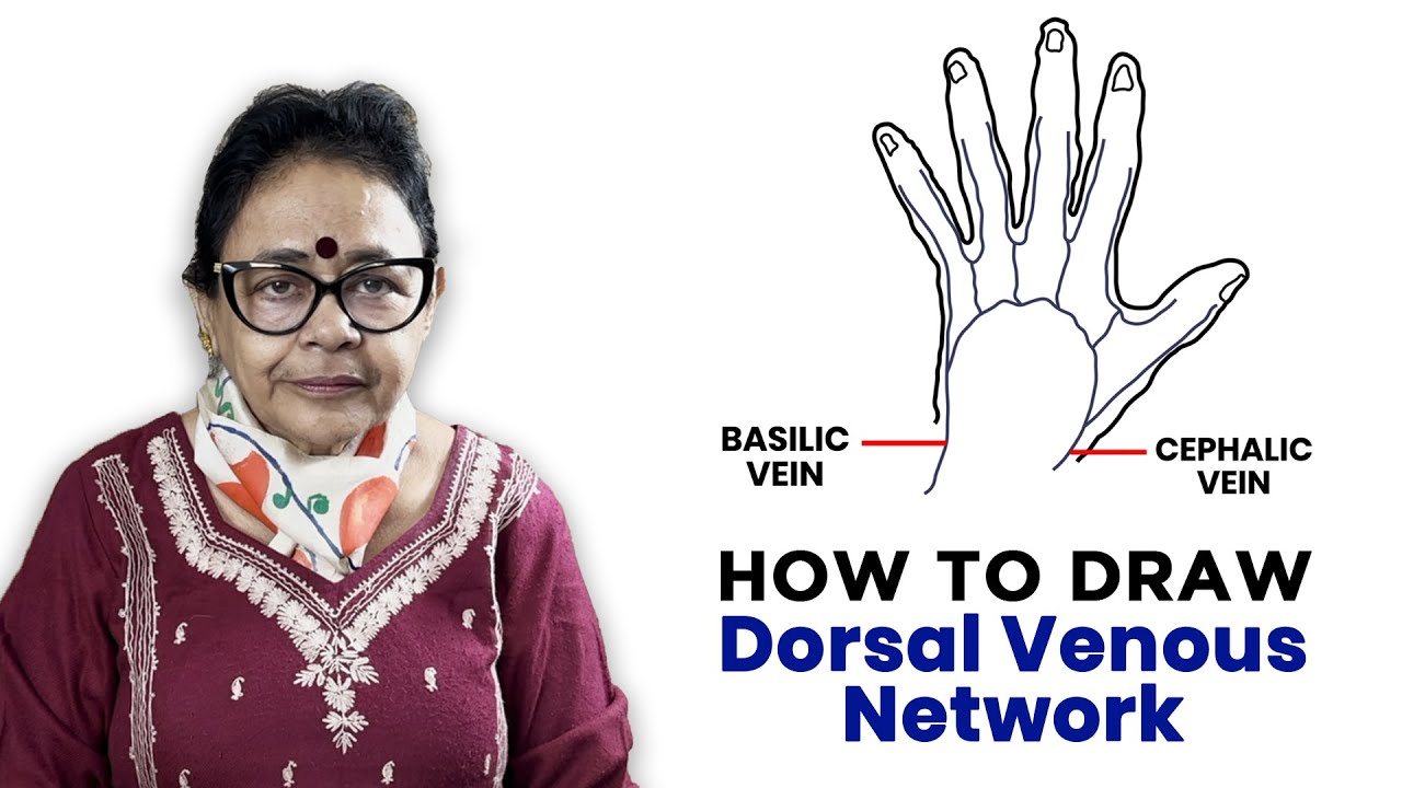 How to draw Dorsal Venous Network | Clinical Anatomy | Dr Sibani ...