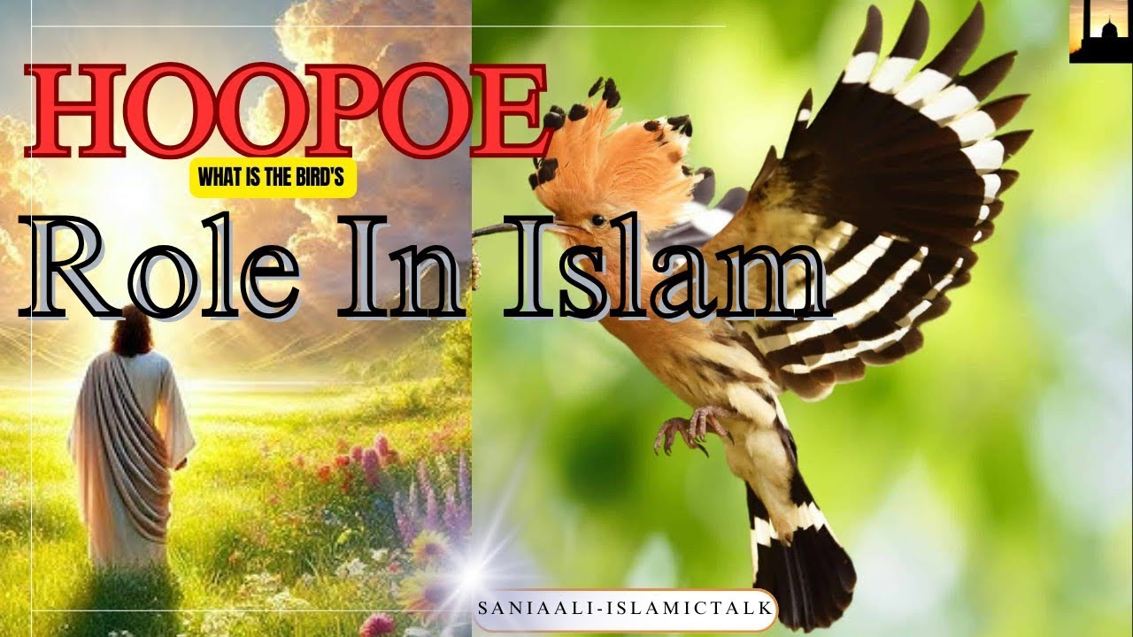 Why is Hoopoe Bird Important In Islam ?it's Role in islam #viralvideo # ...