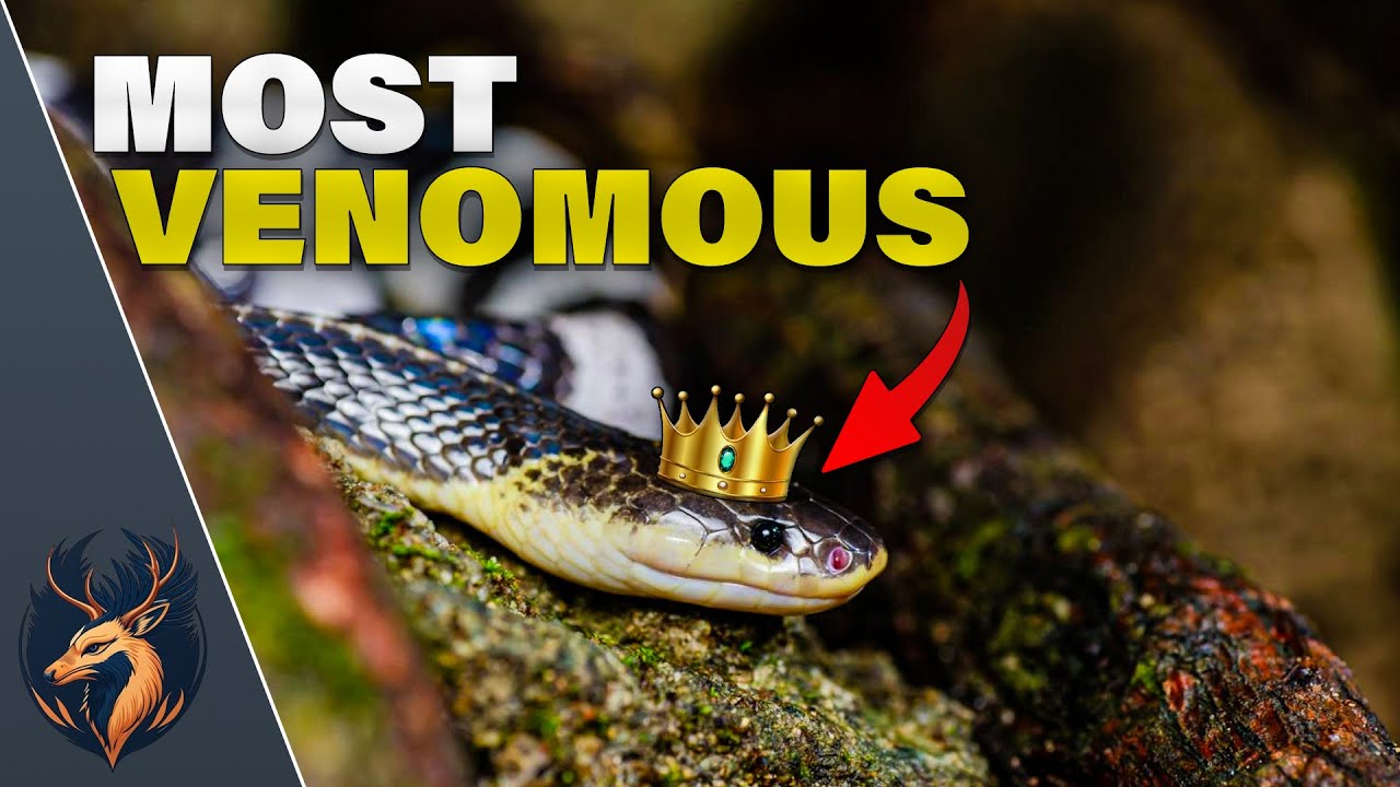 Exploring the Top 10 Most Venomous Animals on Earth - YouTube