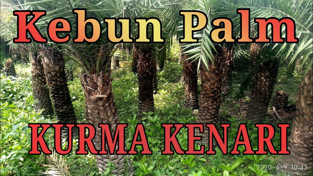 Palem kenari Phoenix Canaria yg mirip kurma - YouTube