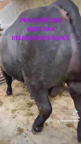 Bukan Kuda Jingkrak, Sapi Jingkrak. KEBO IWA BELGIAN BLUE GATOT KACA ...
