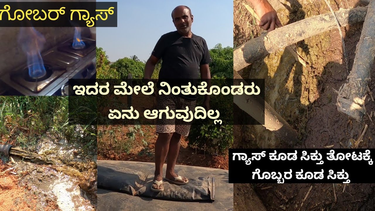 ಈ ಟ್ಯೂಬ್ ಬಯೋ ಡೈಜೆಸ್ಟರ್ ಮೇಲೆ ನಿಂತುಕೊಂಡರು ಏನು ಆಗುವುದಿಲ್ಲ... ಹಸುಗಳ ...