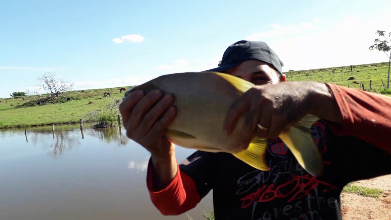 PESCARIA DE PATINGA NA REPRESA PEIXE BRUTO - YouTube