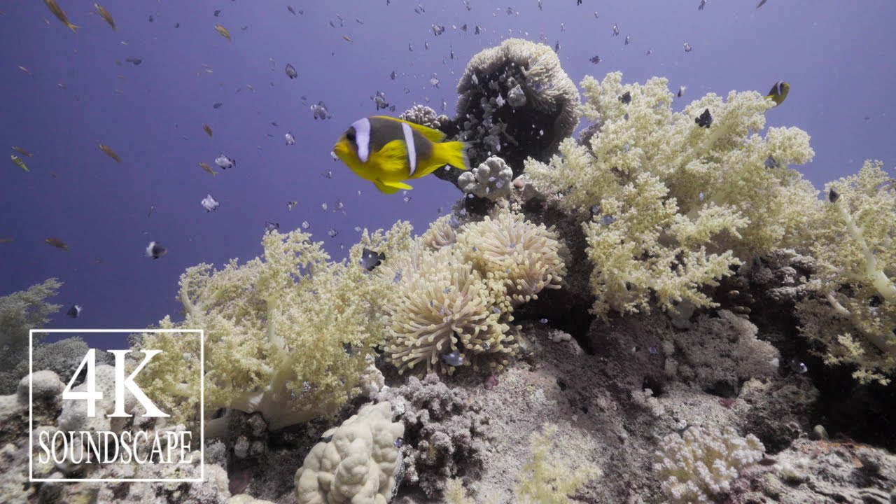 The Red Sea - Part 1 | Scuba Diving Sounds | Underwater Slow TV ...
