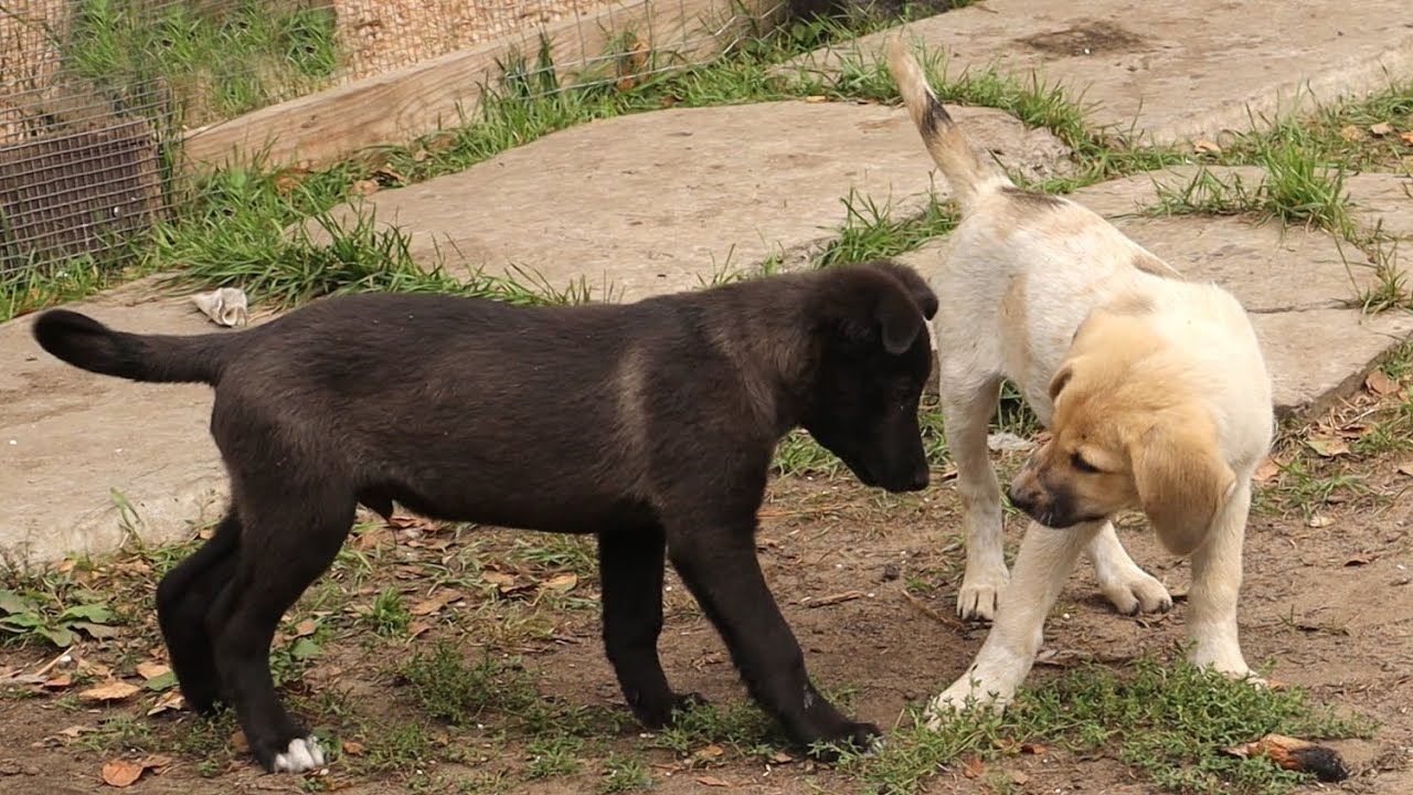 Cute Puppies Play | Cute dog - YouTube