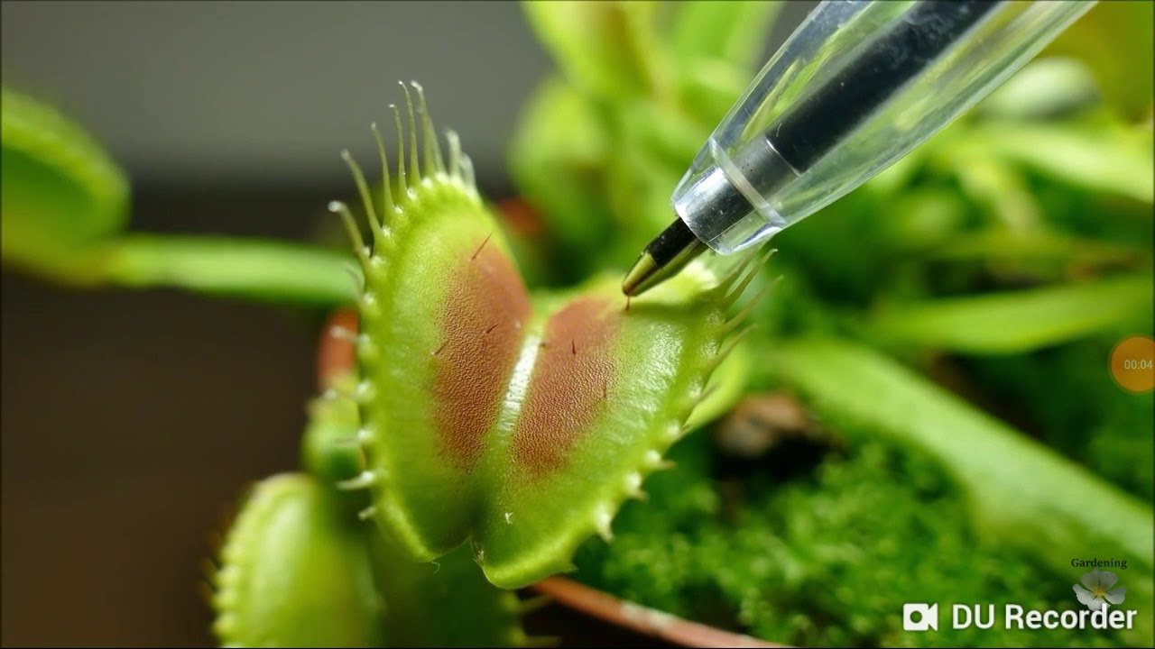 Venus fly trap super slow motion video while catching insects - YouTube