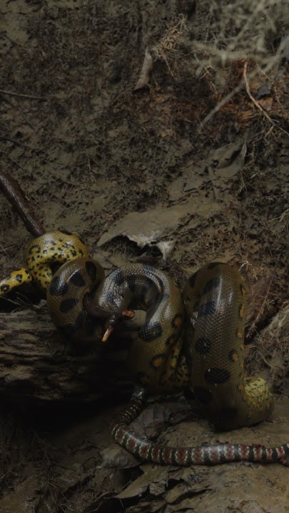 Anaconda eating snake #shorts - YouTube