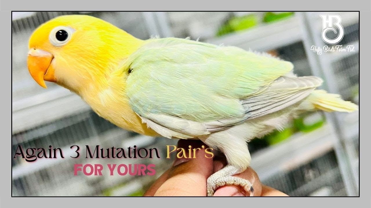 Dilute | Opaline | Fisheries Split Opaline's Pairs For Yours #HBFarm # ...