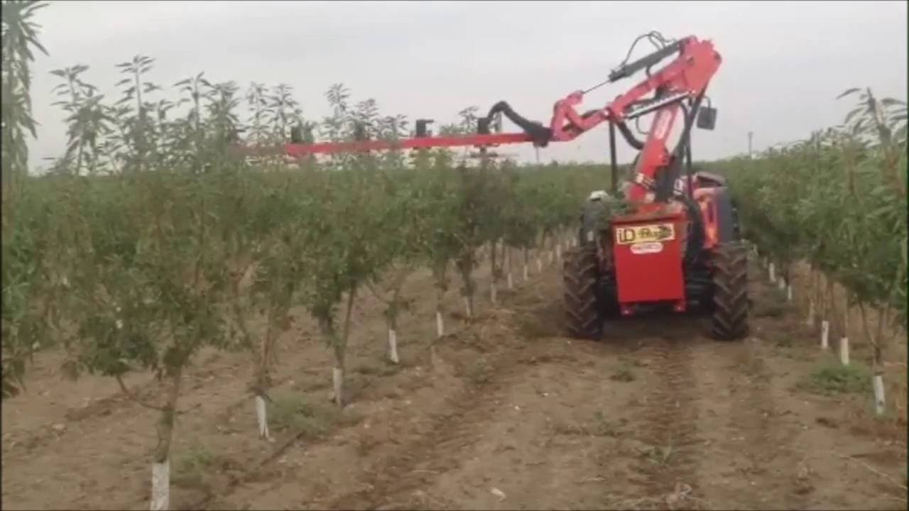 INDUSTRIAS DAVID POTATRICI MECCANICHE SU MANDORLO - YouTube