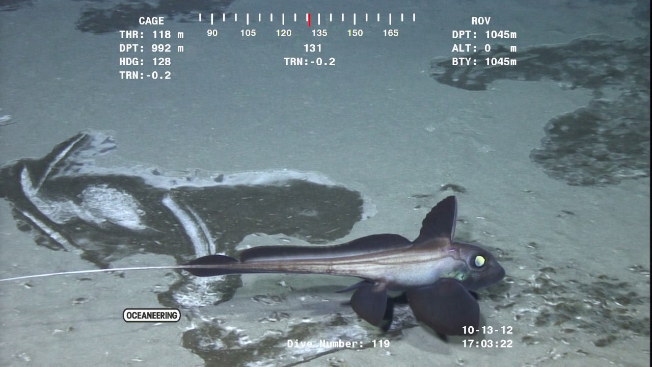 Deep-sea chimaera - YouTube