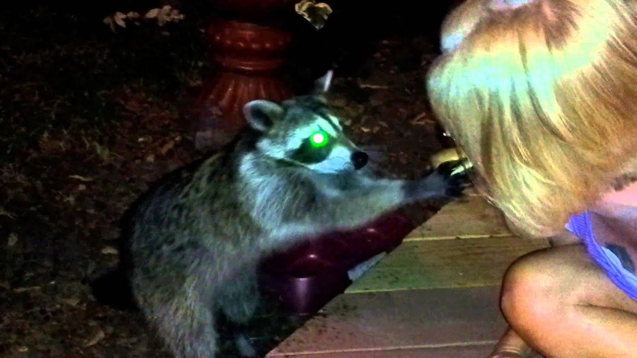 Racoon eating crackers. - YouTube