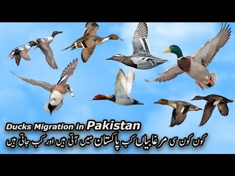 Murgabi ka shikar l Duck hunting l Goose hunting l 500 birds in 10 ...