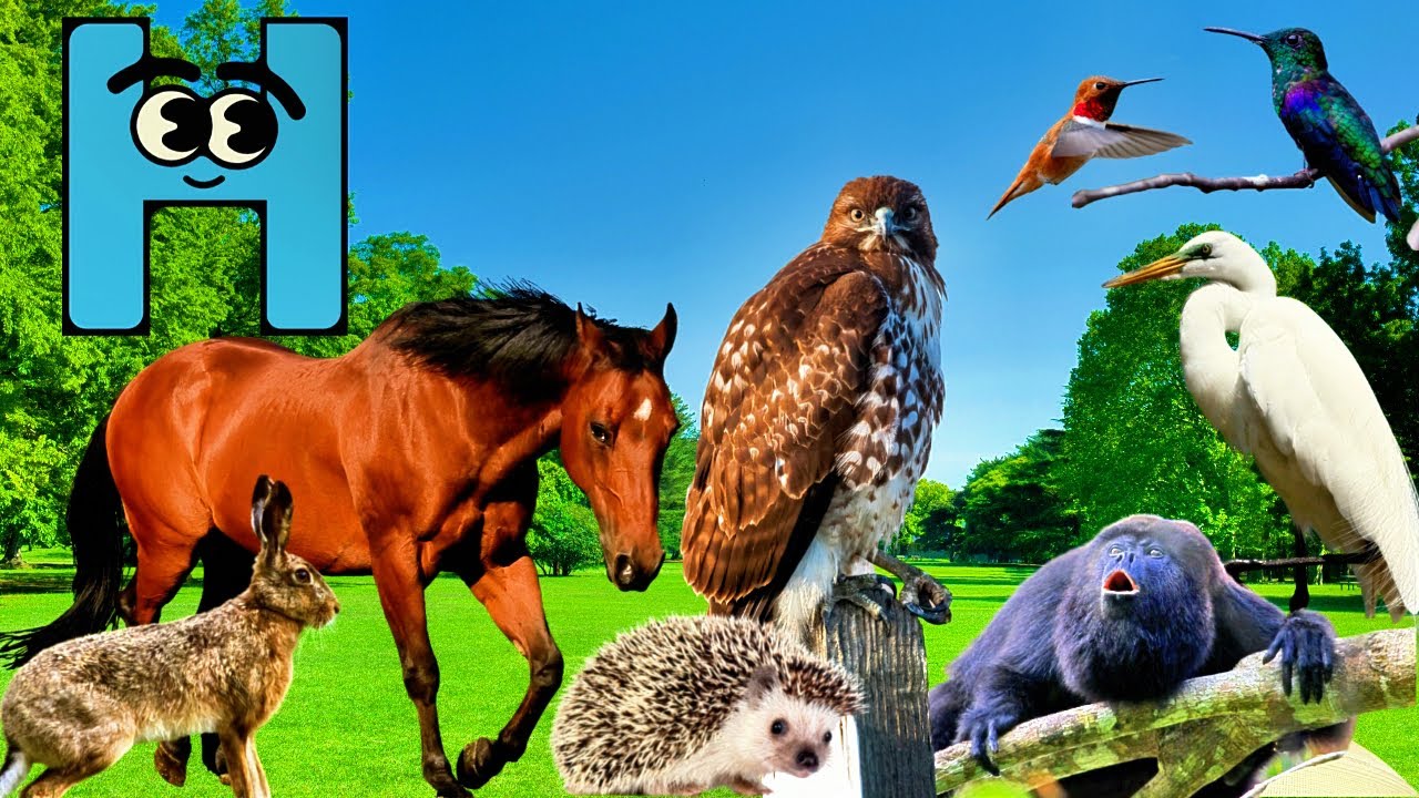 "Learn Animals with the Letter H and Interesting Facts about them ...