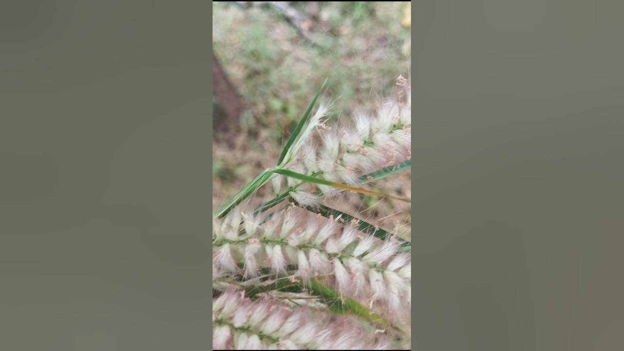 #reelschallenge - YouTube