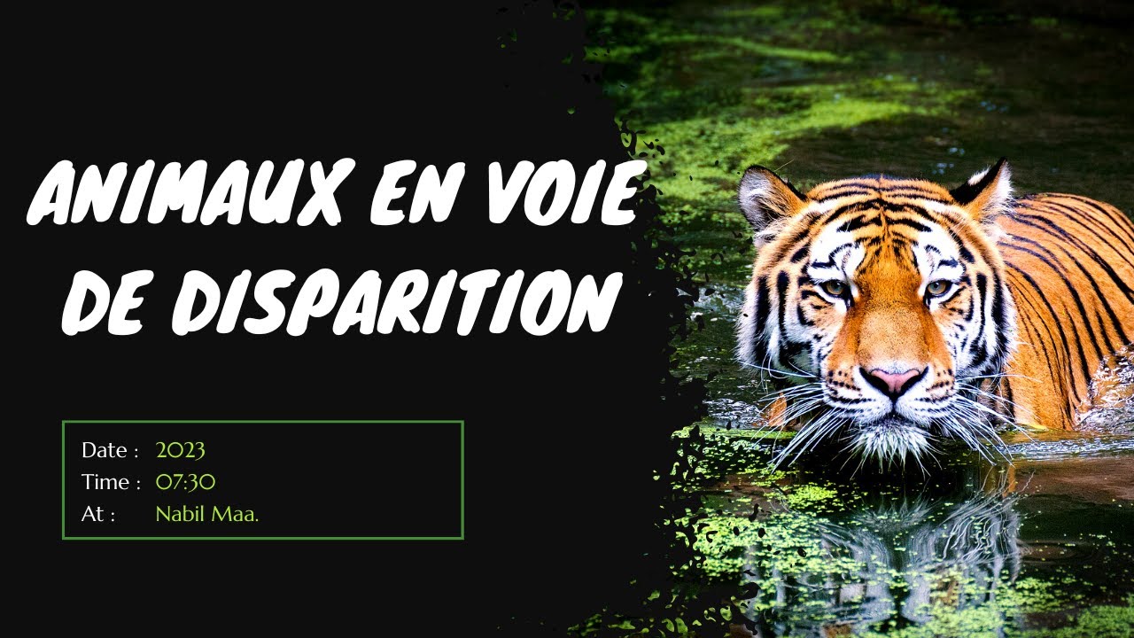 ANIMAUX EN VOIE DE DISPARITION 2023 - YouTube