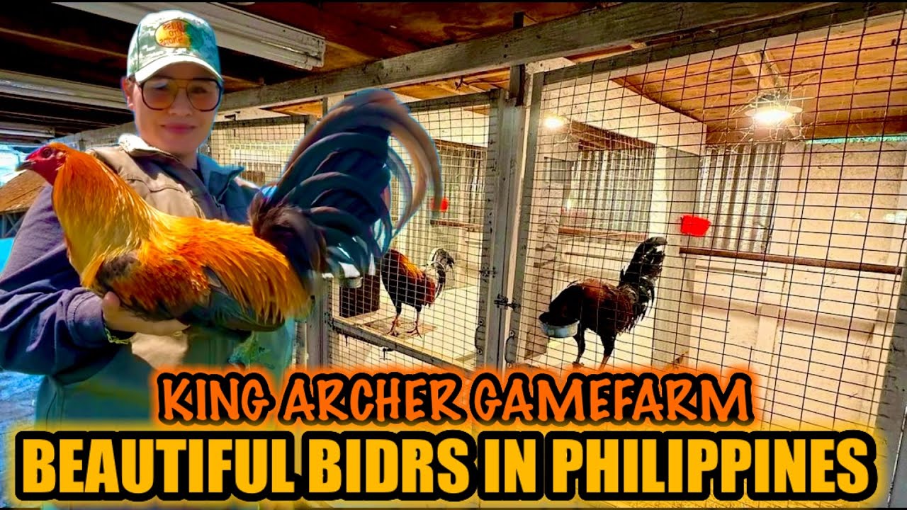 Beautiful Birds In Southern Leyte Philippines ~ KING ARCHER GAMEFARM - YouTube